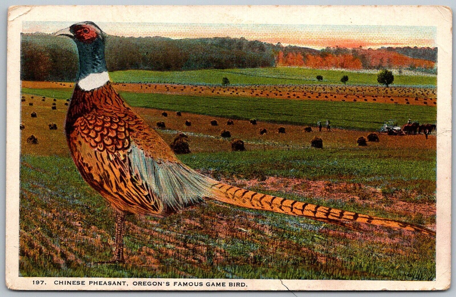 OREGON 1920s Postcard Chinese Pheasant Oregon's Famous Game bird ...