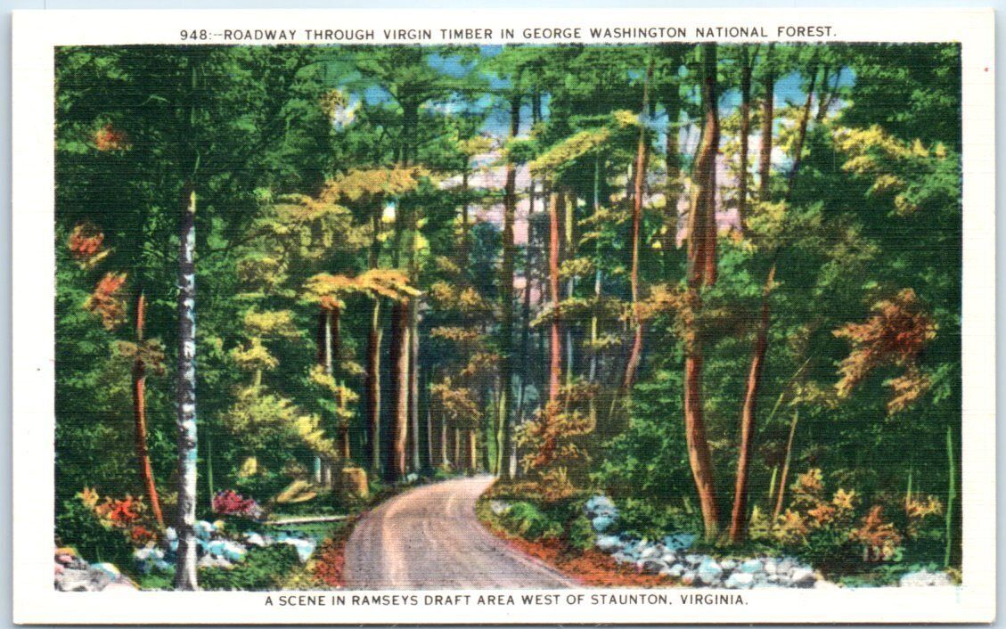 Roadway Through Virgin Timber In George Washington National Forest ...