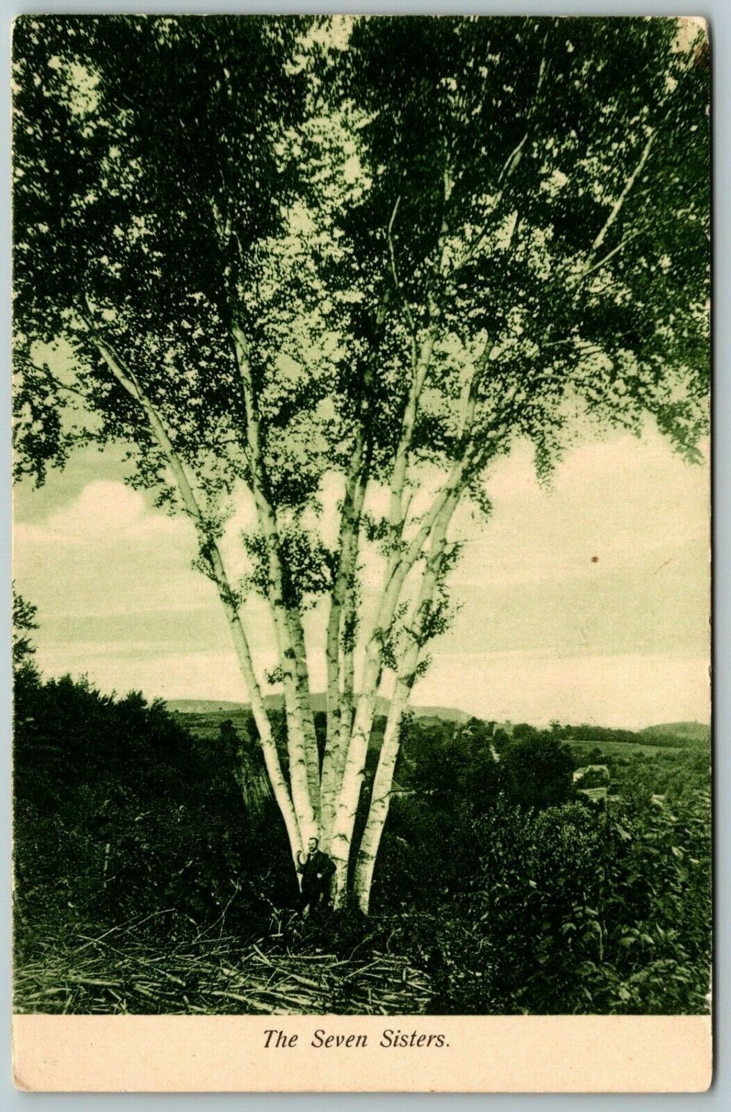 The Seven Sisters, Tree - Postcard | Other / Unsorted, Postcard ...