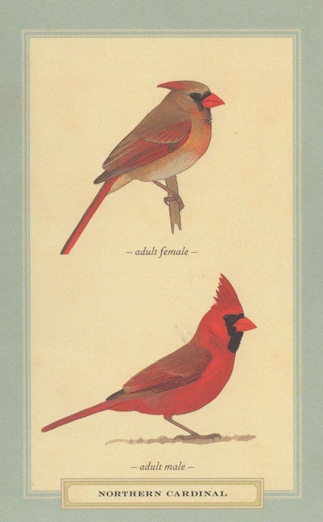 Northern Cardinal Male Female Bird Stunning Postcard | Topics - Animals ...