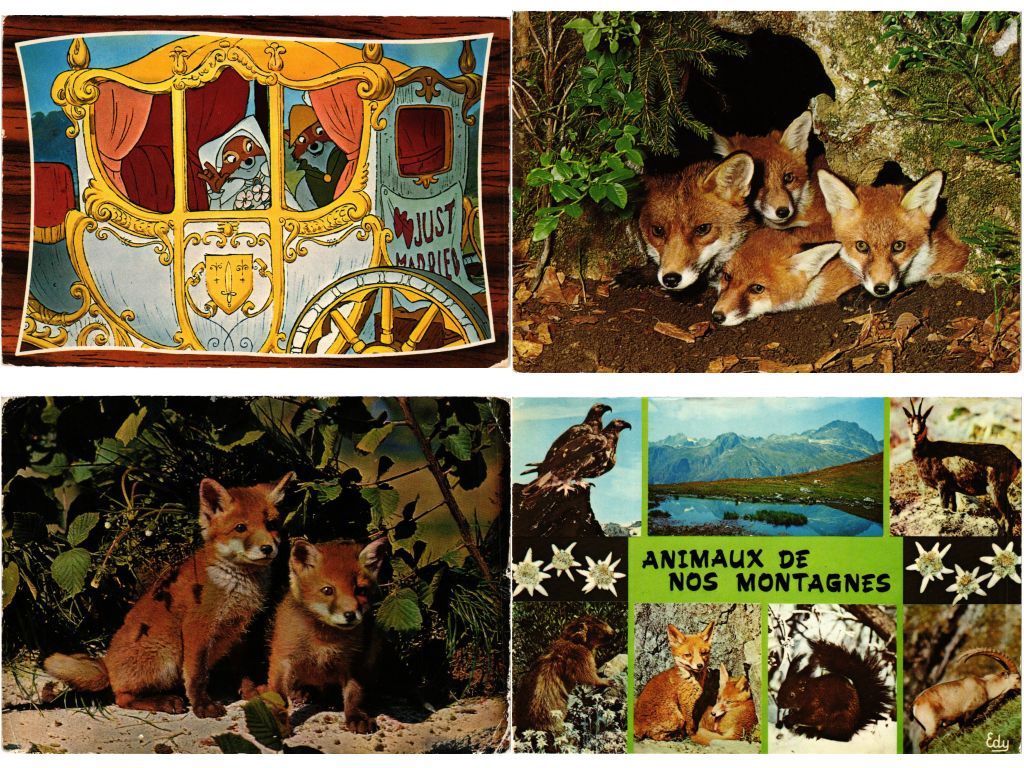 Renard, Goupil, Fox, Foxes Animaux 28 Modern CP | Europe - France ...