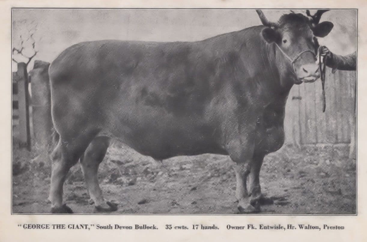 George The Giant Bullock Farm Cow Preston Plain Back Postcard | Topics ...