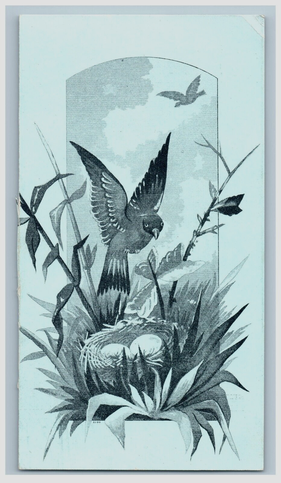 1880s Printer's Sample Card Wild Bird Eggs Nest Fab! #5T | Ephemera ...