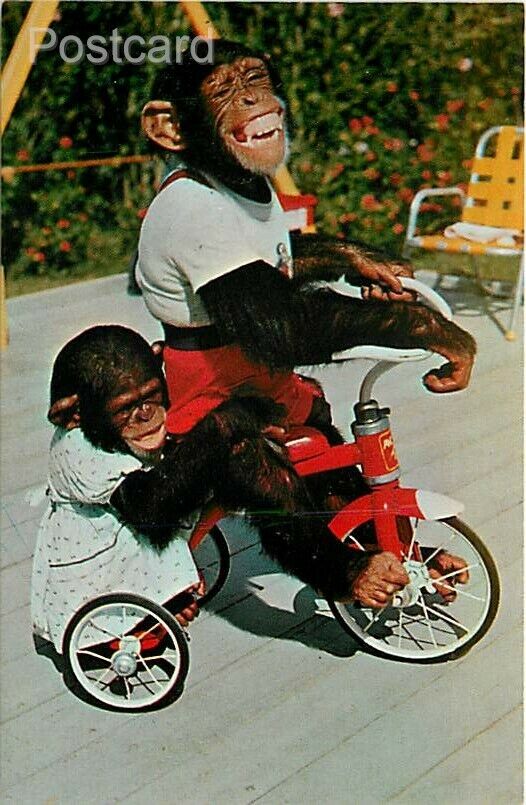 FL, Miami, Florida, Monkey Jungle, Chimpanzees, Tricycle, Florida ...