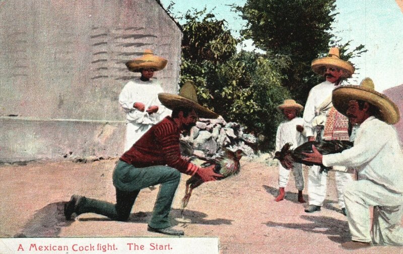 Vintage Postcard 1911 A Mexican Cock Rooster Fight The Start Mexico MX ...