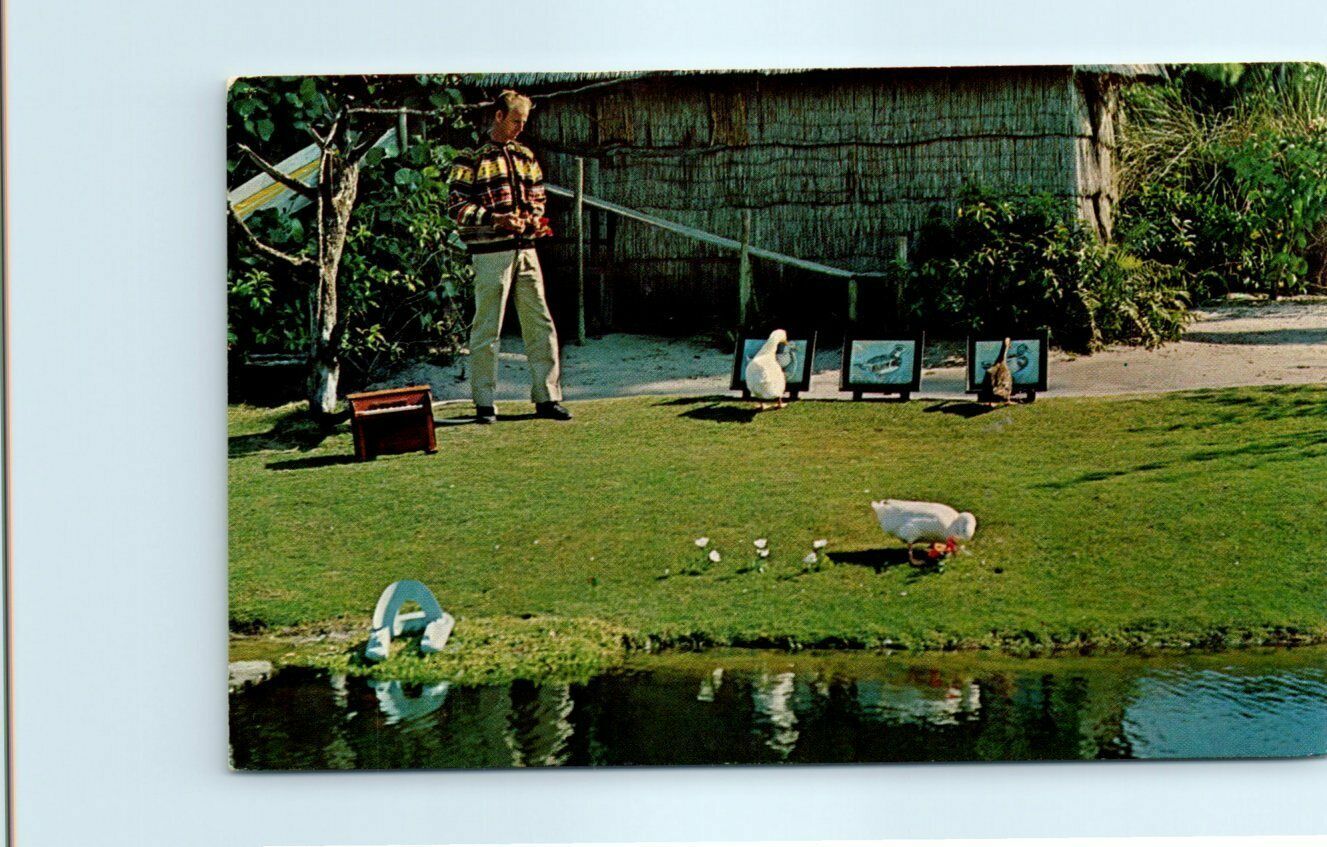 Flora the flower pickin' pekin picks pink posies - Caribbean Gardens ...