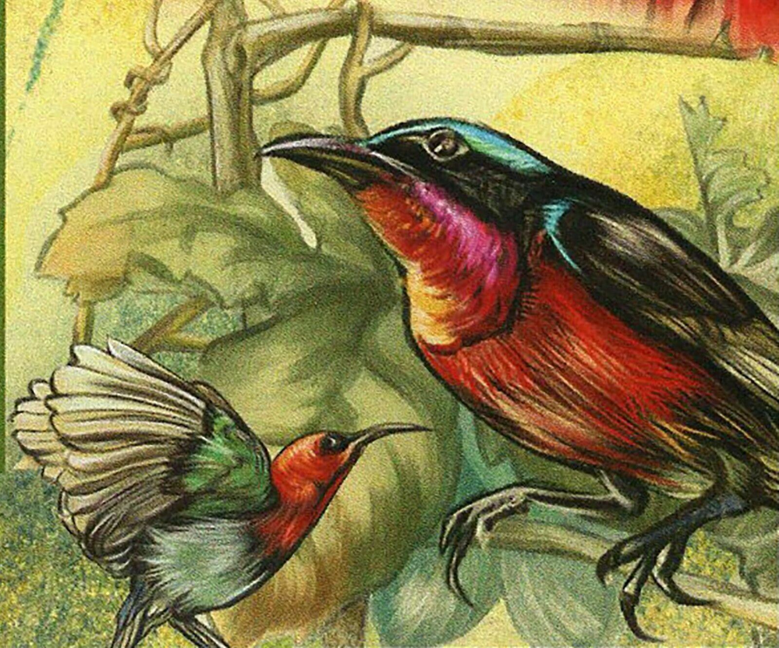 Sunbirds Stamp Nectarinia Famosa Birds Spiderhunters S/S MNH #867 ...