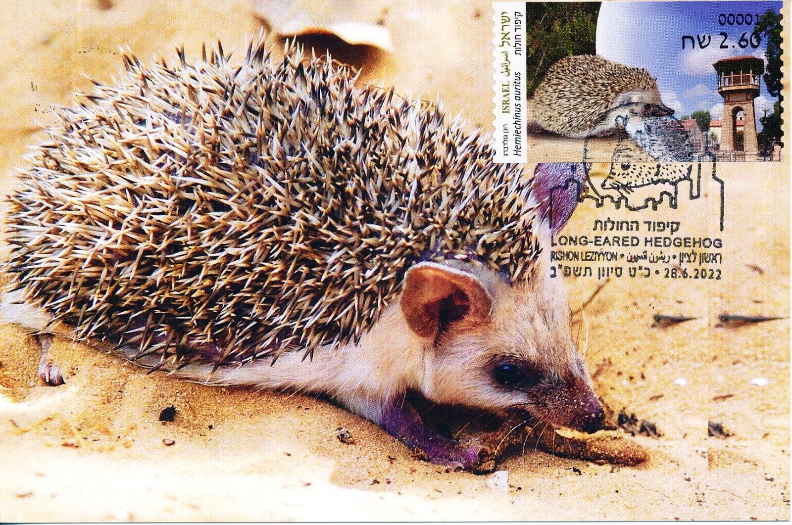 Israel 2022 Fauna Animals in Urban Area Hemiechinus Auritus ATM Maximum ...