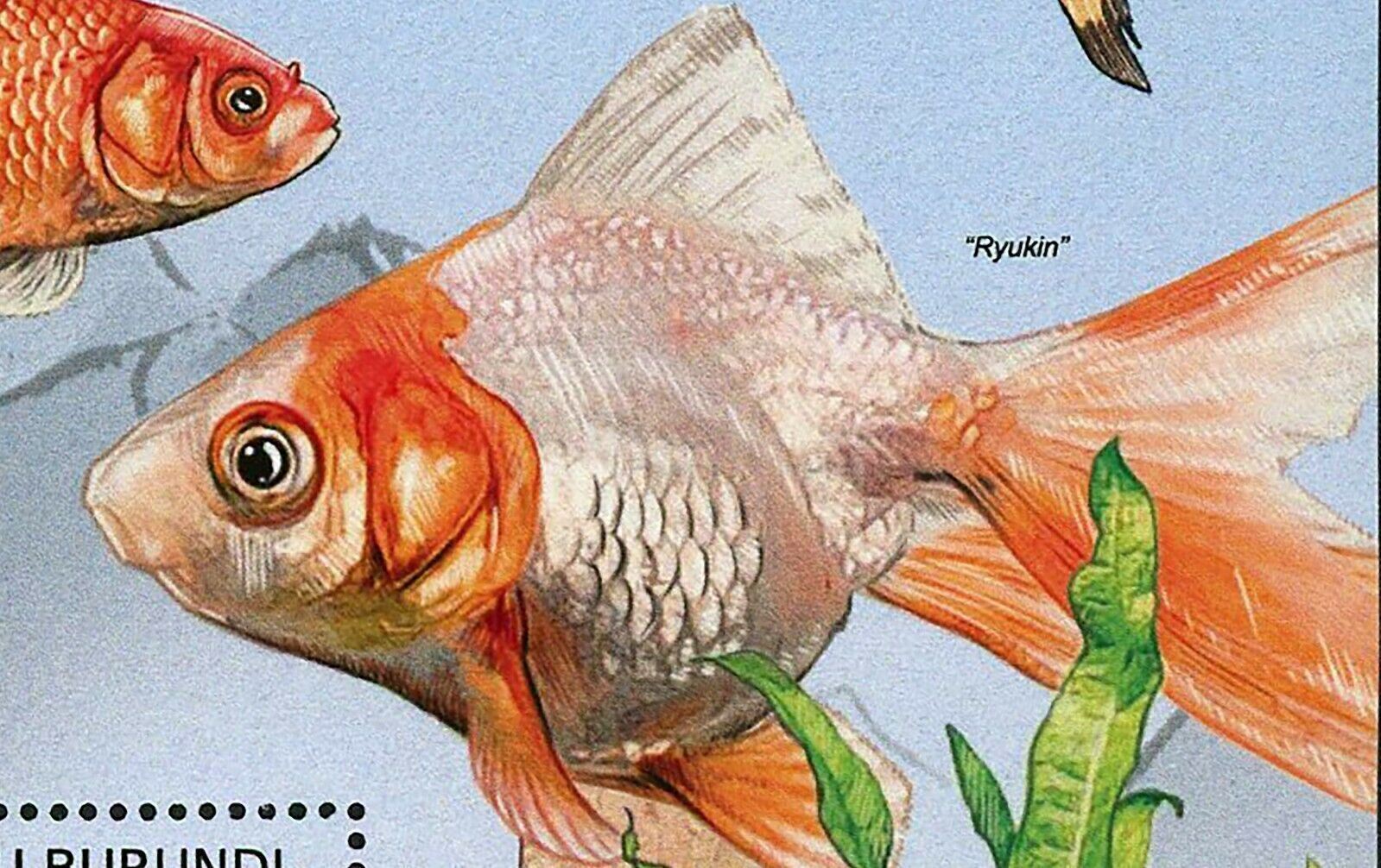 Goldfish Stamp Pearlscale Oranda Comete Ryukin Fish S/S MNH #2787 / Bl ...