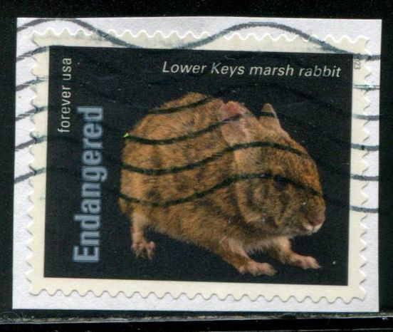 5799i US (63c) Endangered Species - Marsh Rabbit SA, used on paper ...