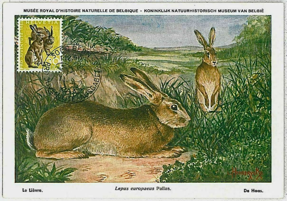 32207 - SWISS - POSTAL HISTORY - MAXIMUM MAP - FAUNA rabbits, rabbits ...