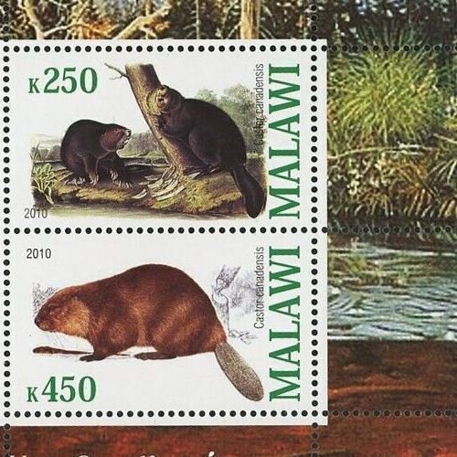 Beavers Stamp Wild Animal Castor Canadensis Souvenir Sheet of 4 Stamps ...
