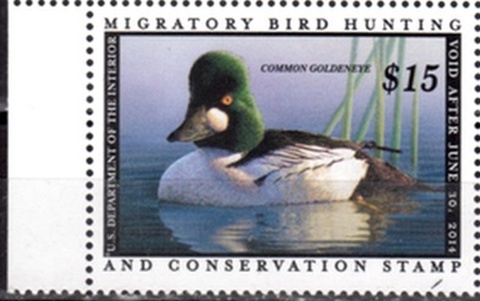US Stamp #RW80 MNH Common Goldeneye Drake on the Water, Left Margin ...