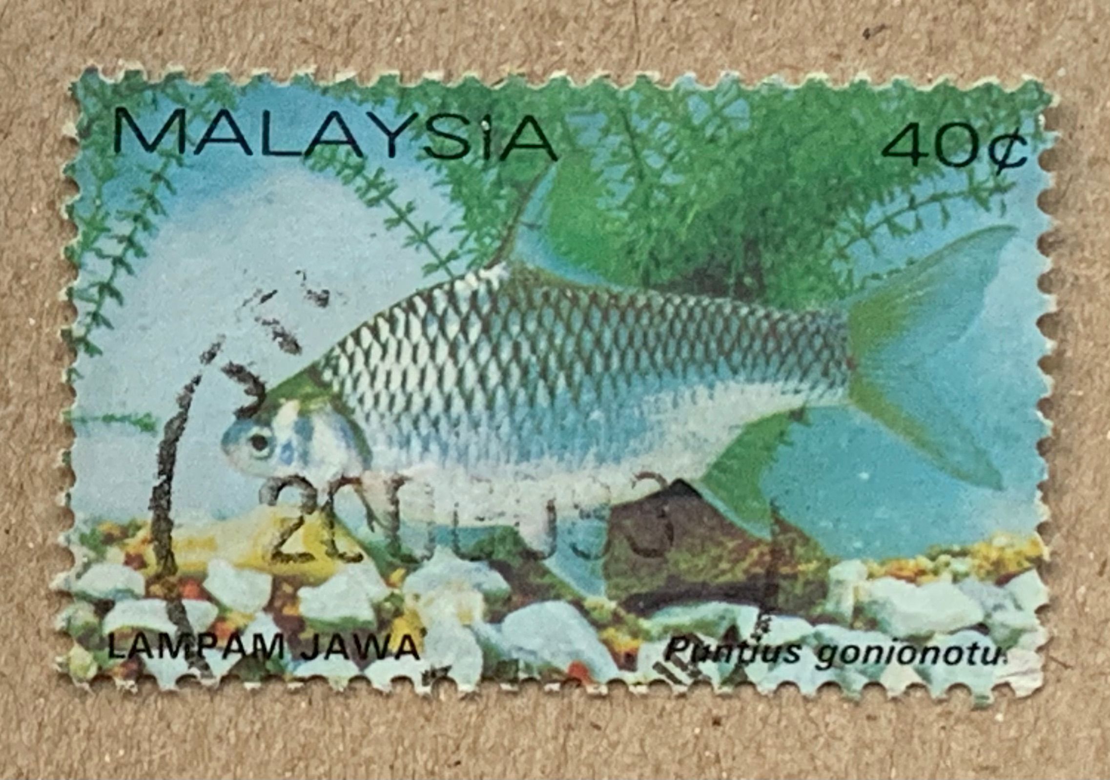 Malaysia 1983 40c lampan barb Fish perf 12, used Scott 258a, CV $0.40 ...