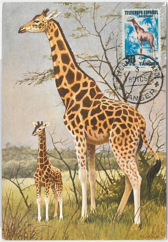 51565 - Spanish Tangier - Postal History: Maximum Card - 1956 Animals ...