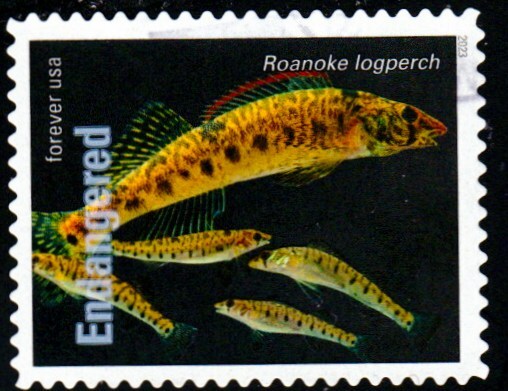 New-2023 - (66c) - Endangered "Roanoke Logperch" - 3 of 20 - Used Off ...