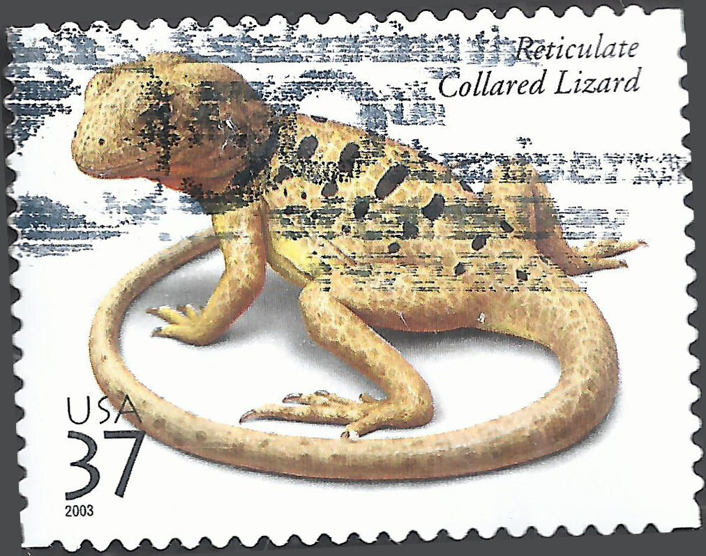 # 3816 Used Reticulate Collard Lizard | United States, General Issue ...