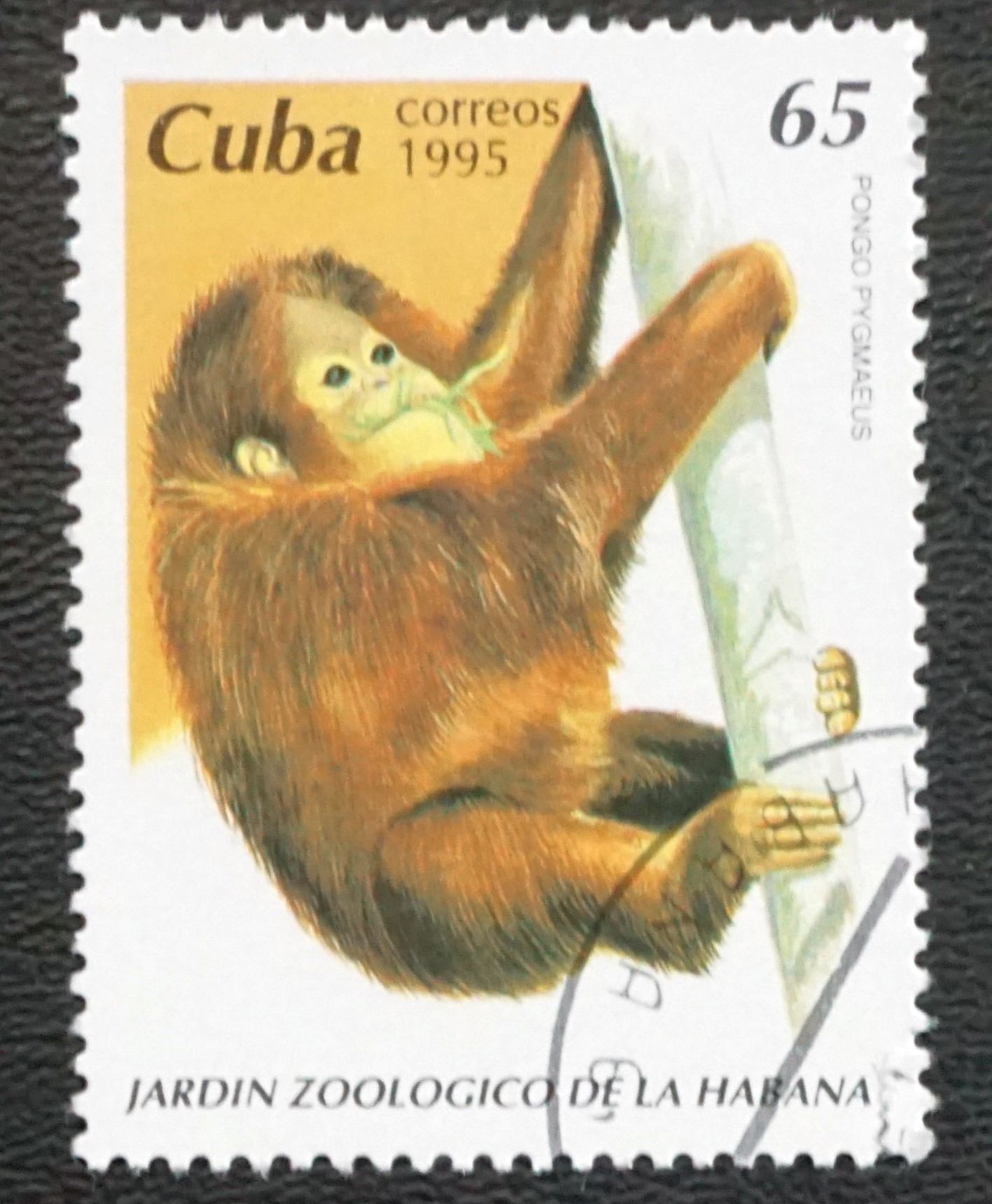 CUBA Sc# 3676 NATIONAL ZOO WILD ANIMALS monkey 65c 1995 used cto ...