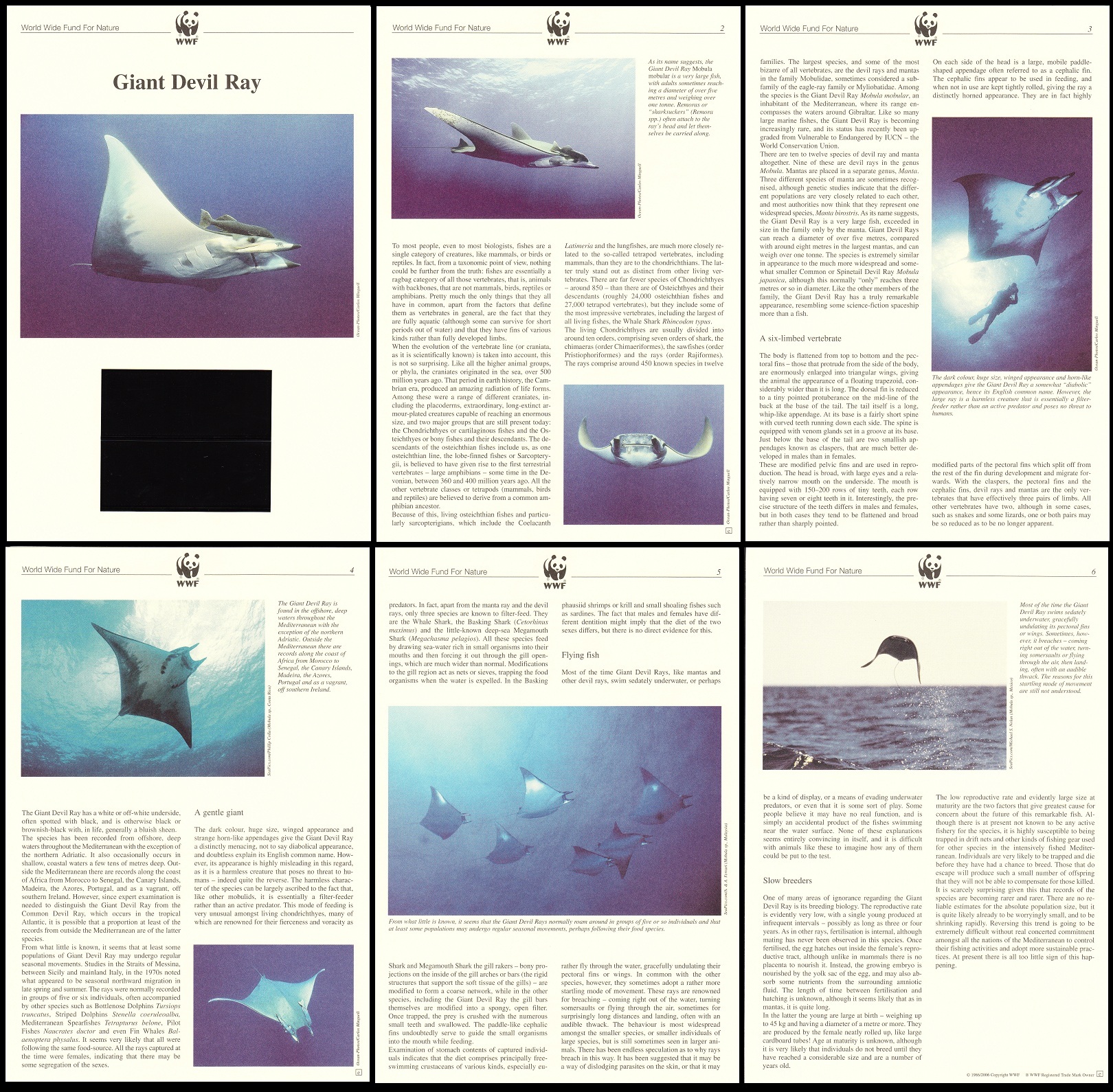 Gibraltar WWF Giant Devil Ray Info pages 2006 | Europe - Gibraltar ...