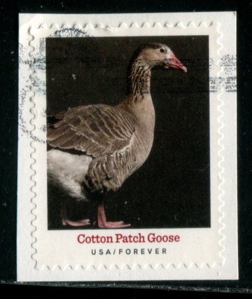 5588 US (55c) Heritage Breeds SA, used on paper | United States ...