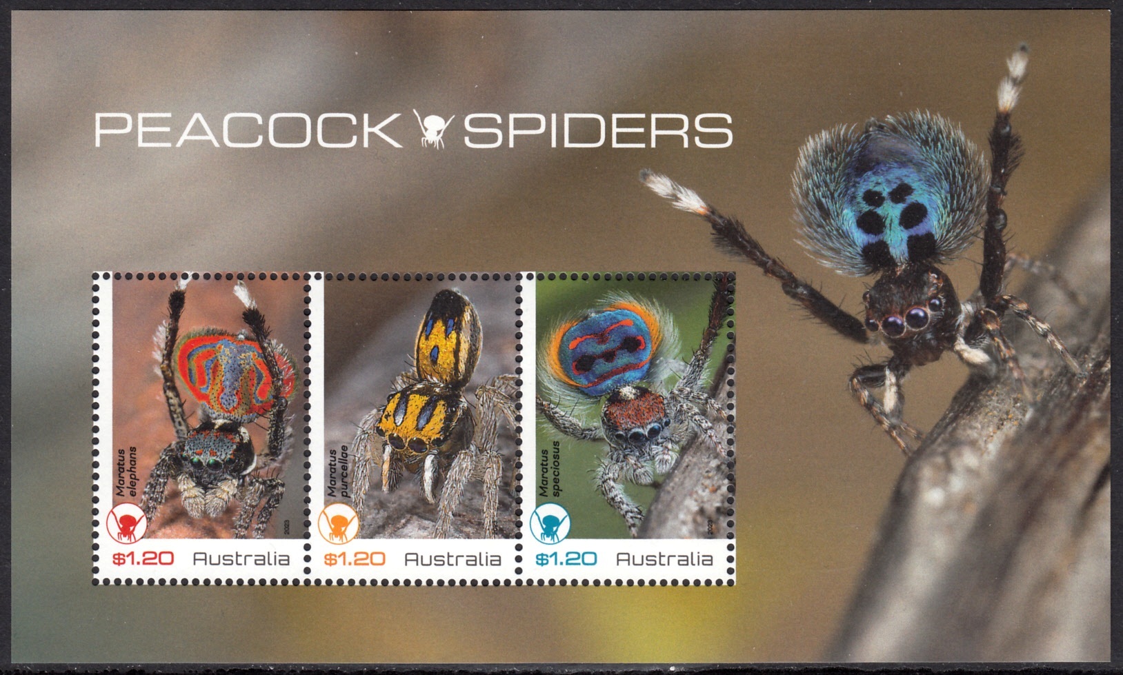 Australia 2023 Wild Animals Peacock Spiders Animaux Sauvages Wilde ...