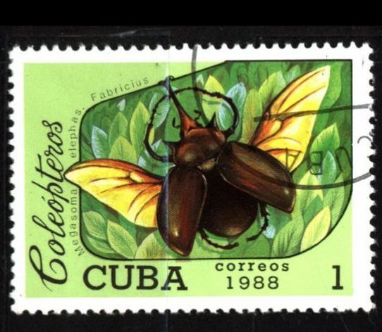 CUBA Sc# 3036 INSECTS bugs beetles 1c 1988 used cto | Caribbean - Cuba ...