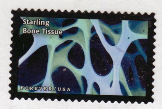 New 2023 - 66c - Life Magnified, Starling Bone Tissue -11 of 20 - Used ...