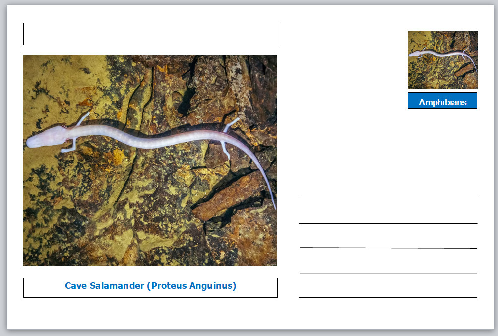 Amphibians - Cave Salamander (Proteus anguinus) postcard mint | Great ...