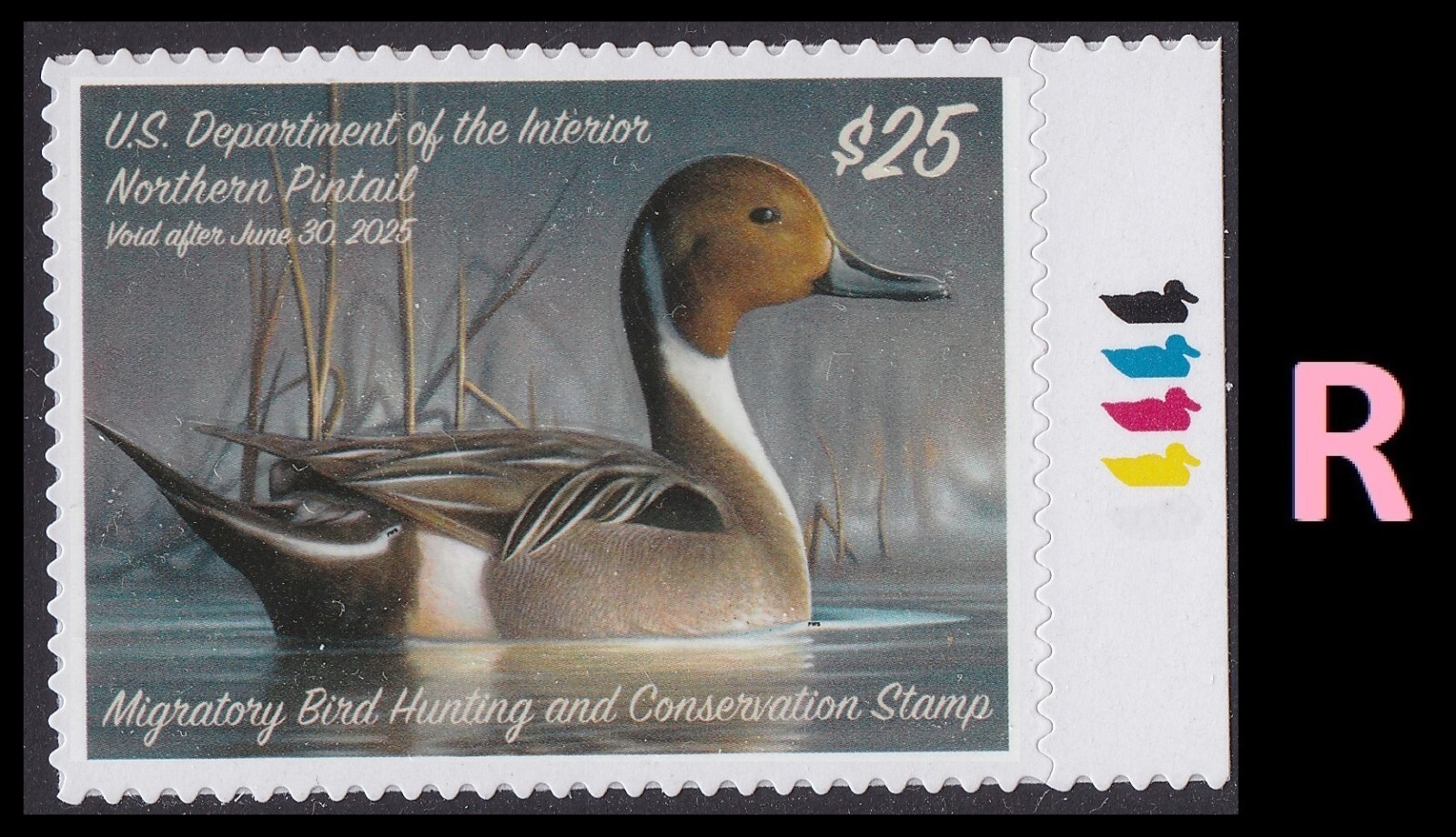 US RW91 Northern Pintail $25 color code single R MNH 2024-2025 | United ...
