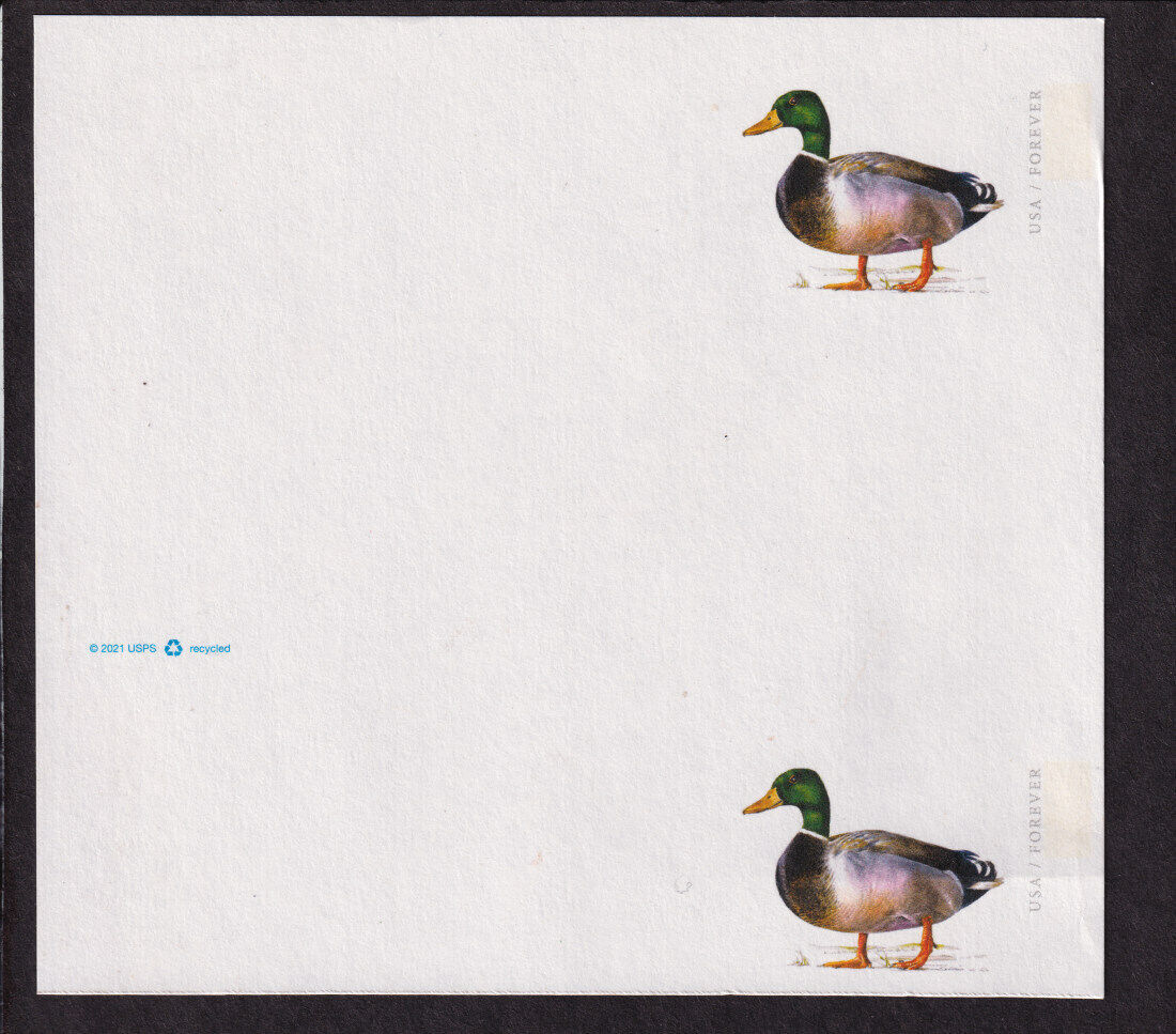 2021 Mallard stamped Postal Card Sc UX648 Mis-cut postal card from ...