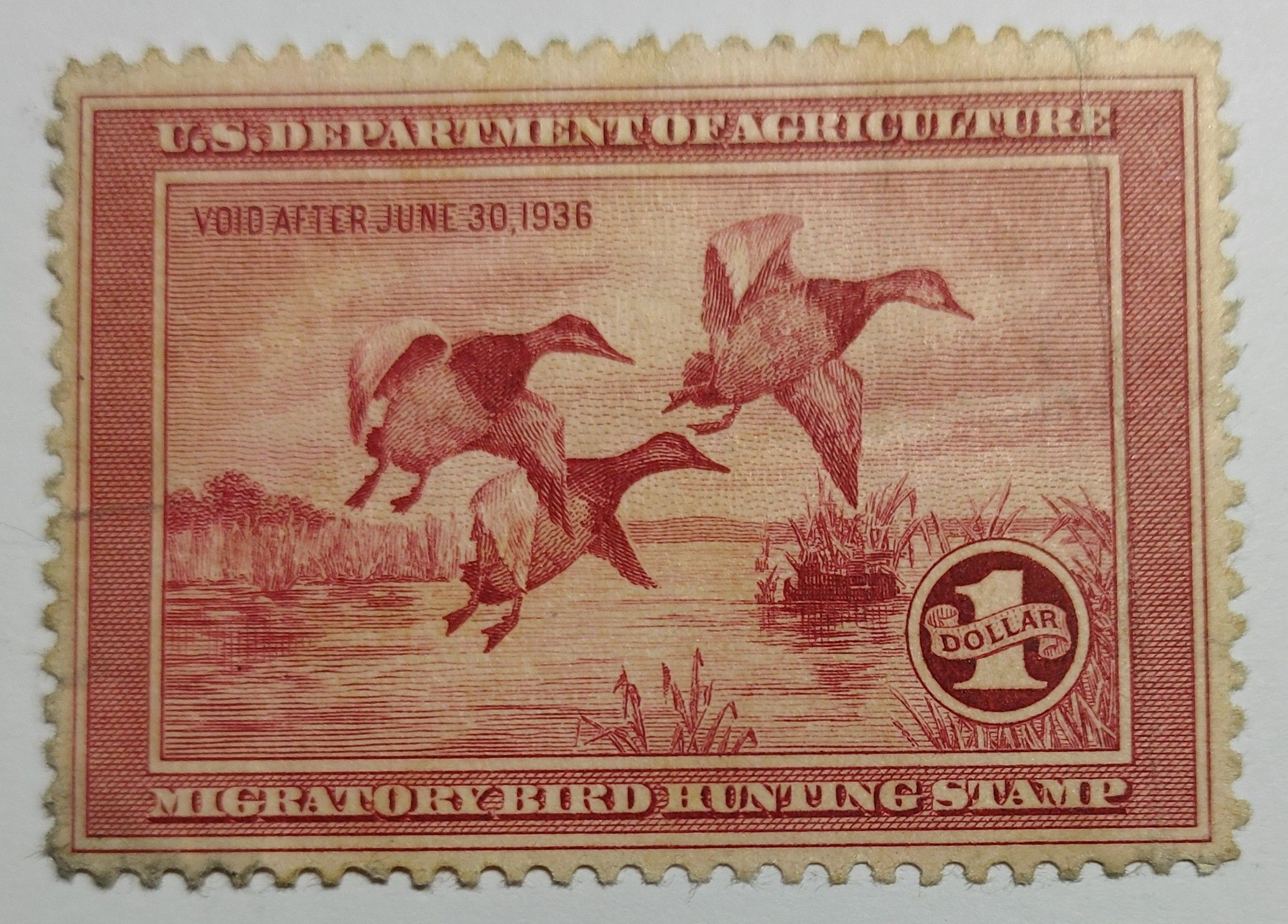 Scott Stamp# RW 2 - 1935 $1 Federal Duck Stamp. MNH. Original Gum. SCV ...