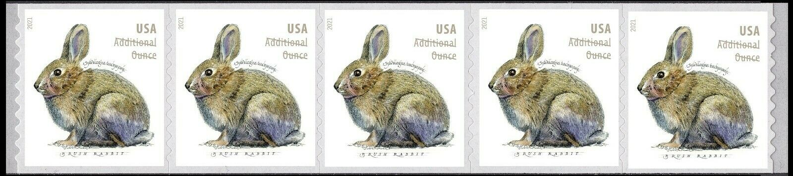 US Brush Rabbit additional ounce coil strip (5 stamps) MNH 2021 after 1 ...