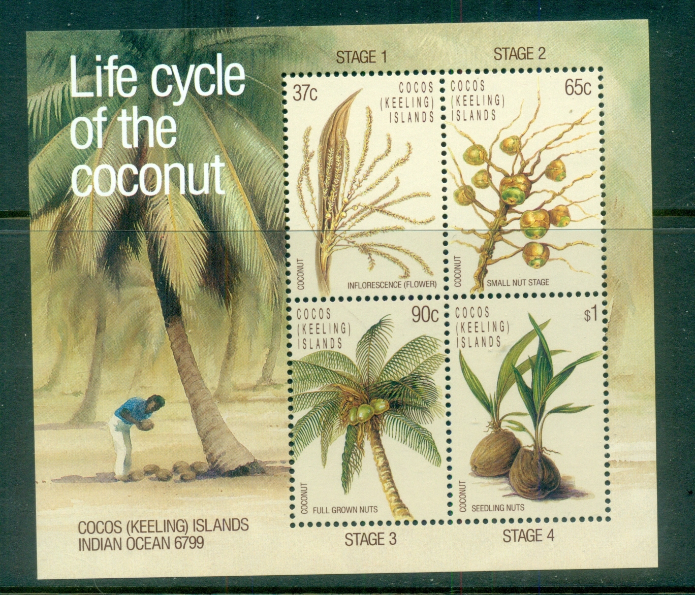 Cocos Keeling Is 1988 Life Cycle of the Coconut MS MLH | Australia ...