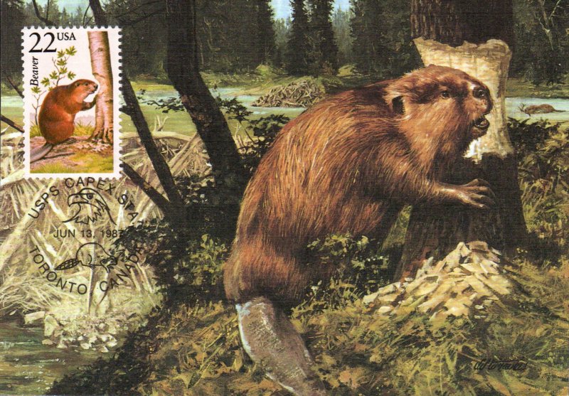 #2316 Beaver Maxi FDC | United States, General Issue Stamp / HipStamp