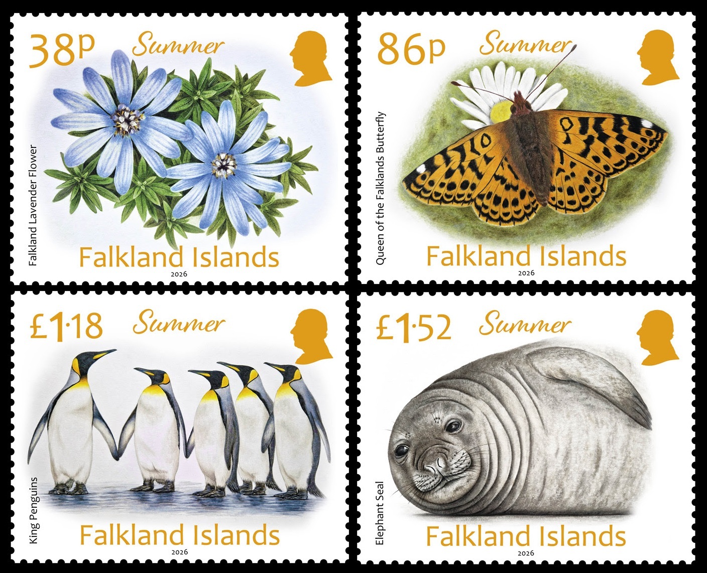 Falkland Islands 2026 Birds Butterflies Flowers Seal Season Summer ...