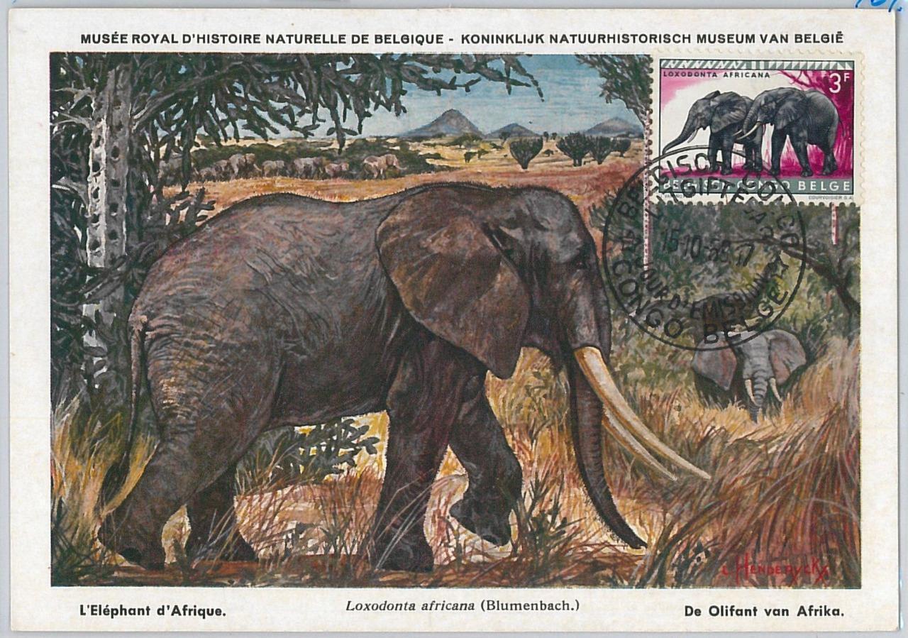 52188 - Belgian Congo Belge - FDC Maximum Card - 1956 Animals: Elephant ...