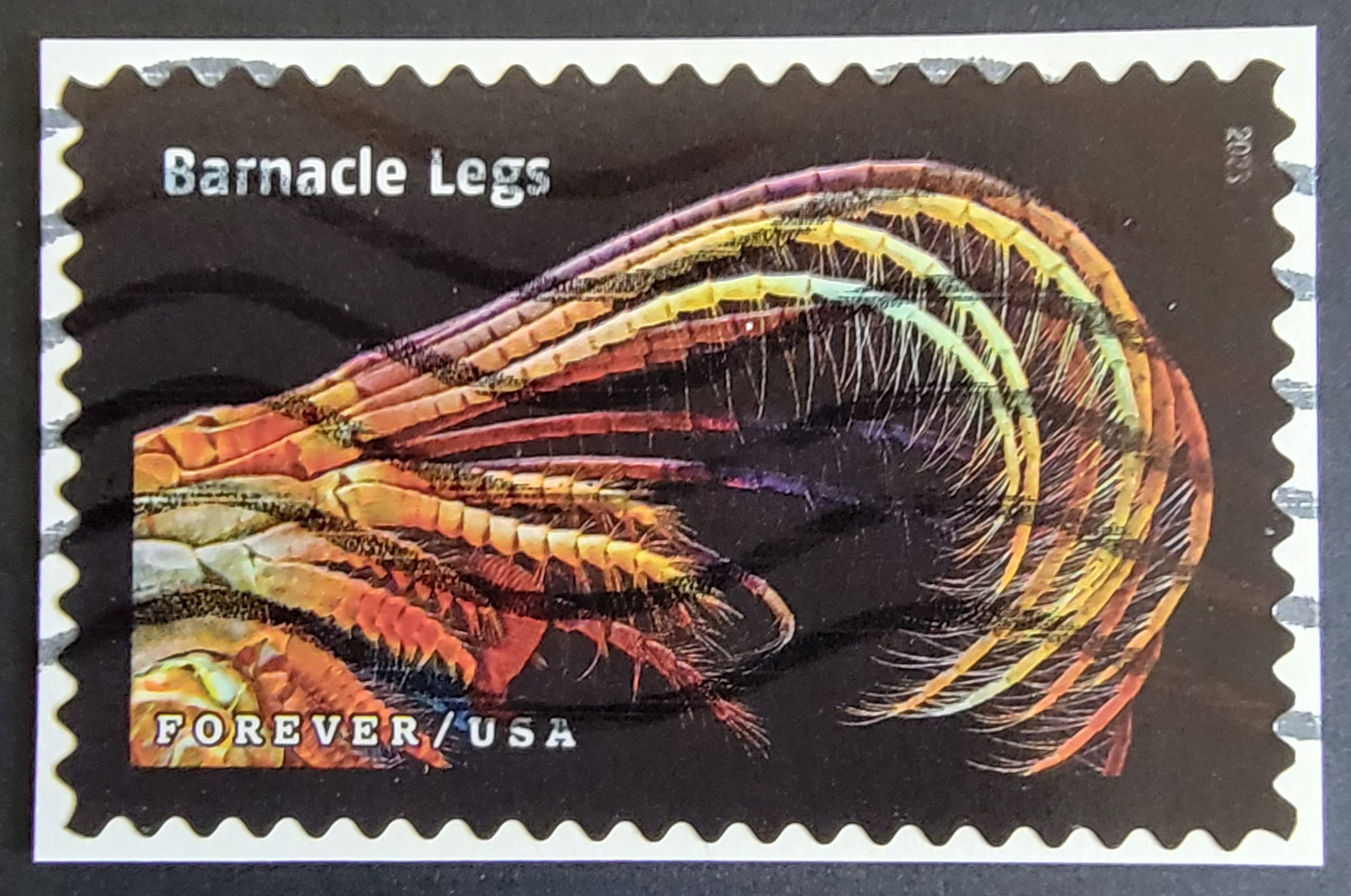 US 5802r (2023 Life Magnified - Barnacle Legs) | United States, General ...