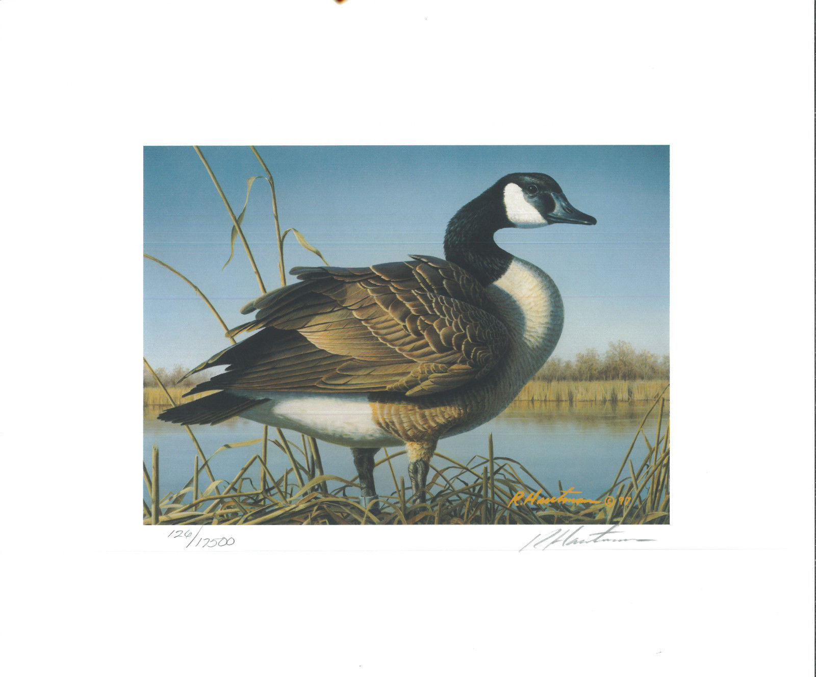RW64 1997 FEDERAL DUCK STAMP PRINT CANADA GOOSE by Robert Hautman ...