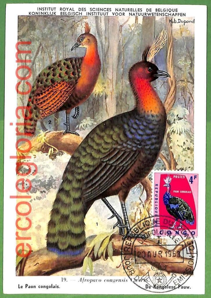 32861 - Congo - Maximum Card - 1963 - Fauna, Birds- | Specialty ...