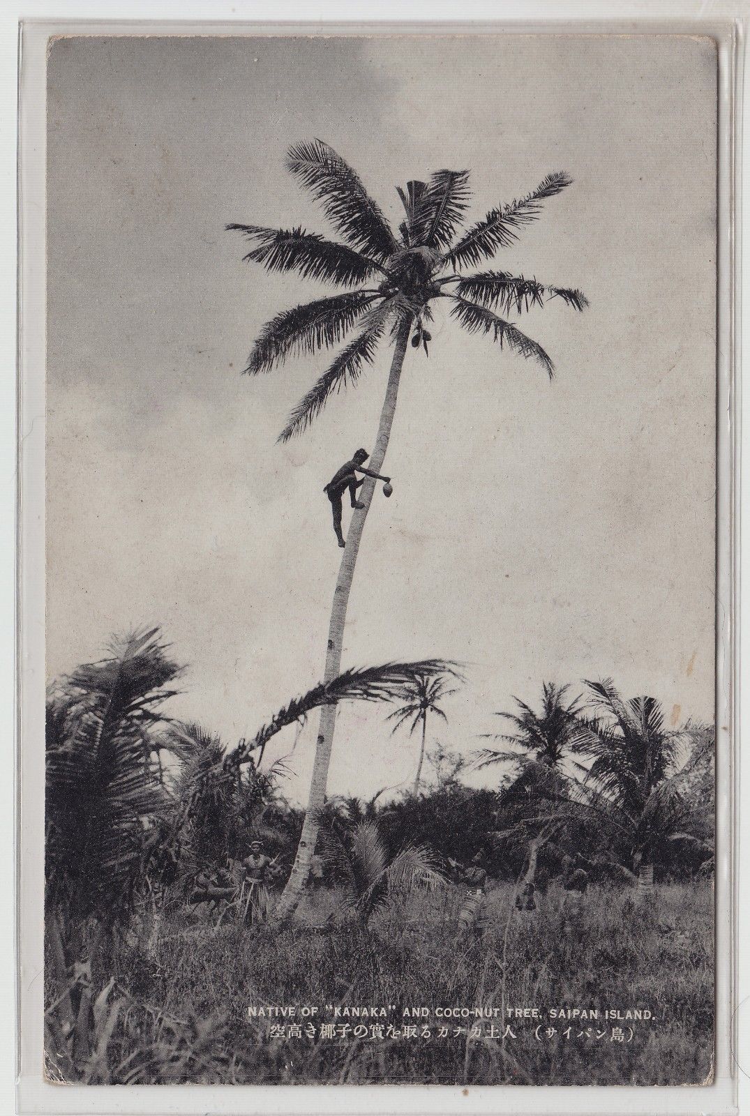 JAPAN Unused Postcard circa 1930 Native climbing Coco-nut Tree, Saipan ...