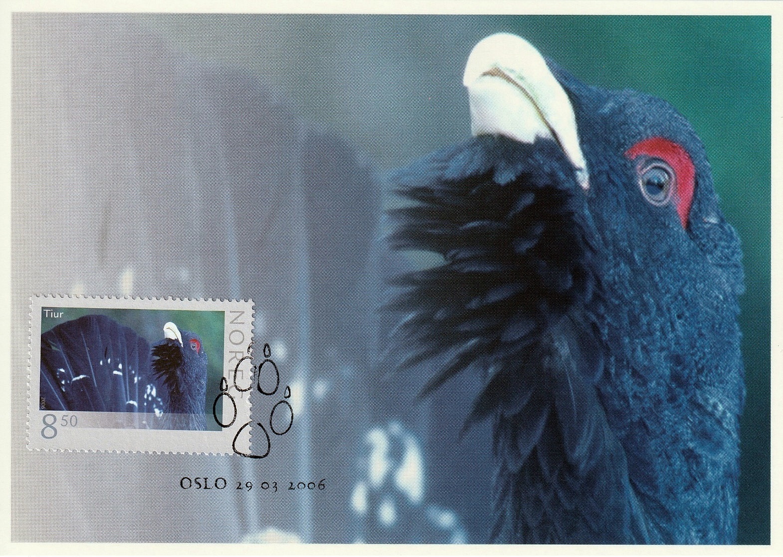 Norway 1467-1471 maxicards arctic fox have capercaillie golden eagle ...