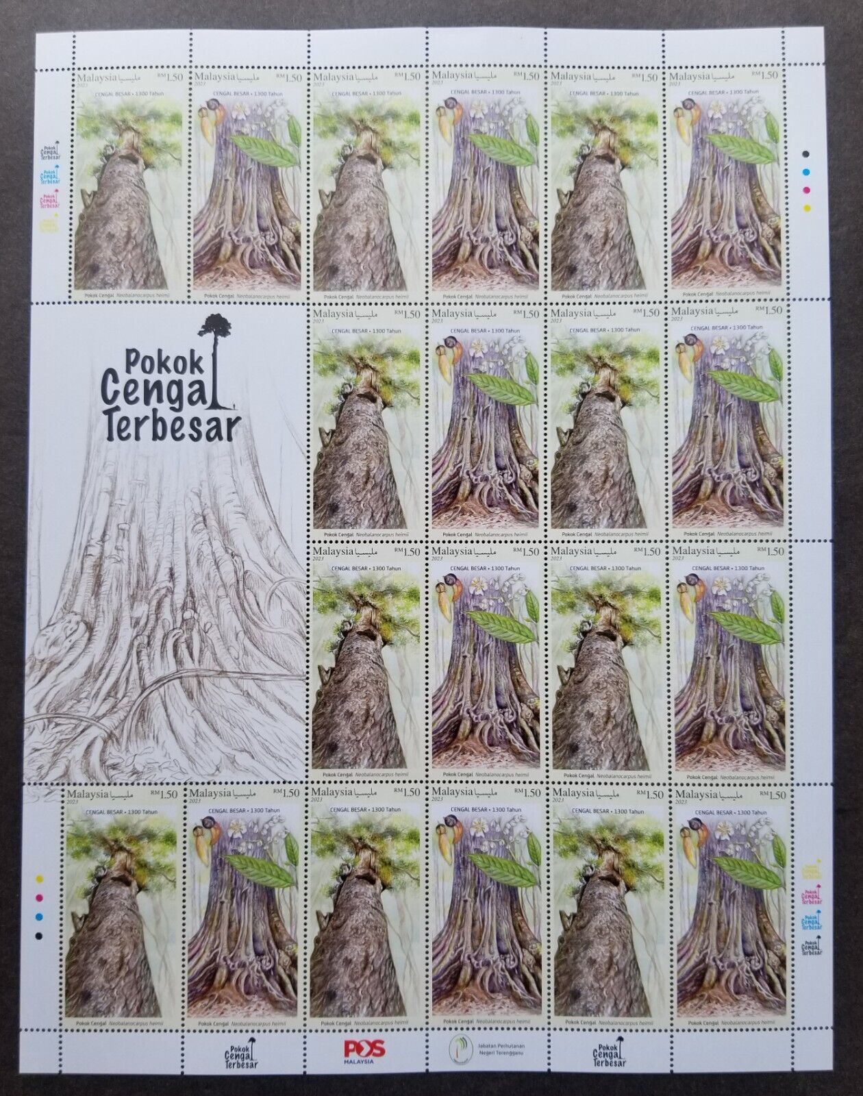 Malaysia Largest Cengal Tree 2023 Flower Seed Plant Forest Flora ...