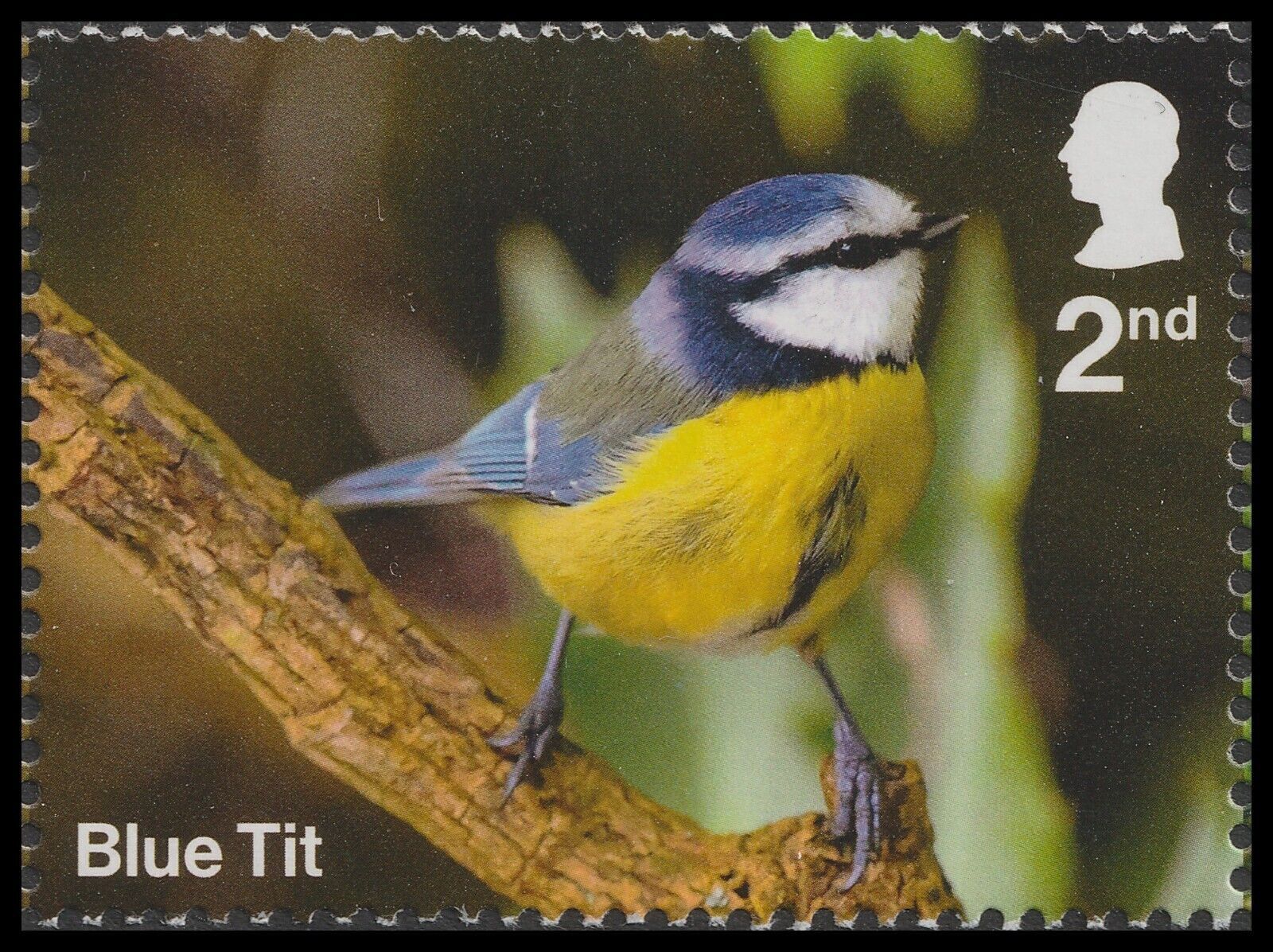 GB 5300 Garden Wildlife Blue Tit 2nd single MNH 2025 | Great Britain ...