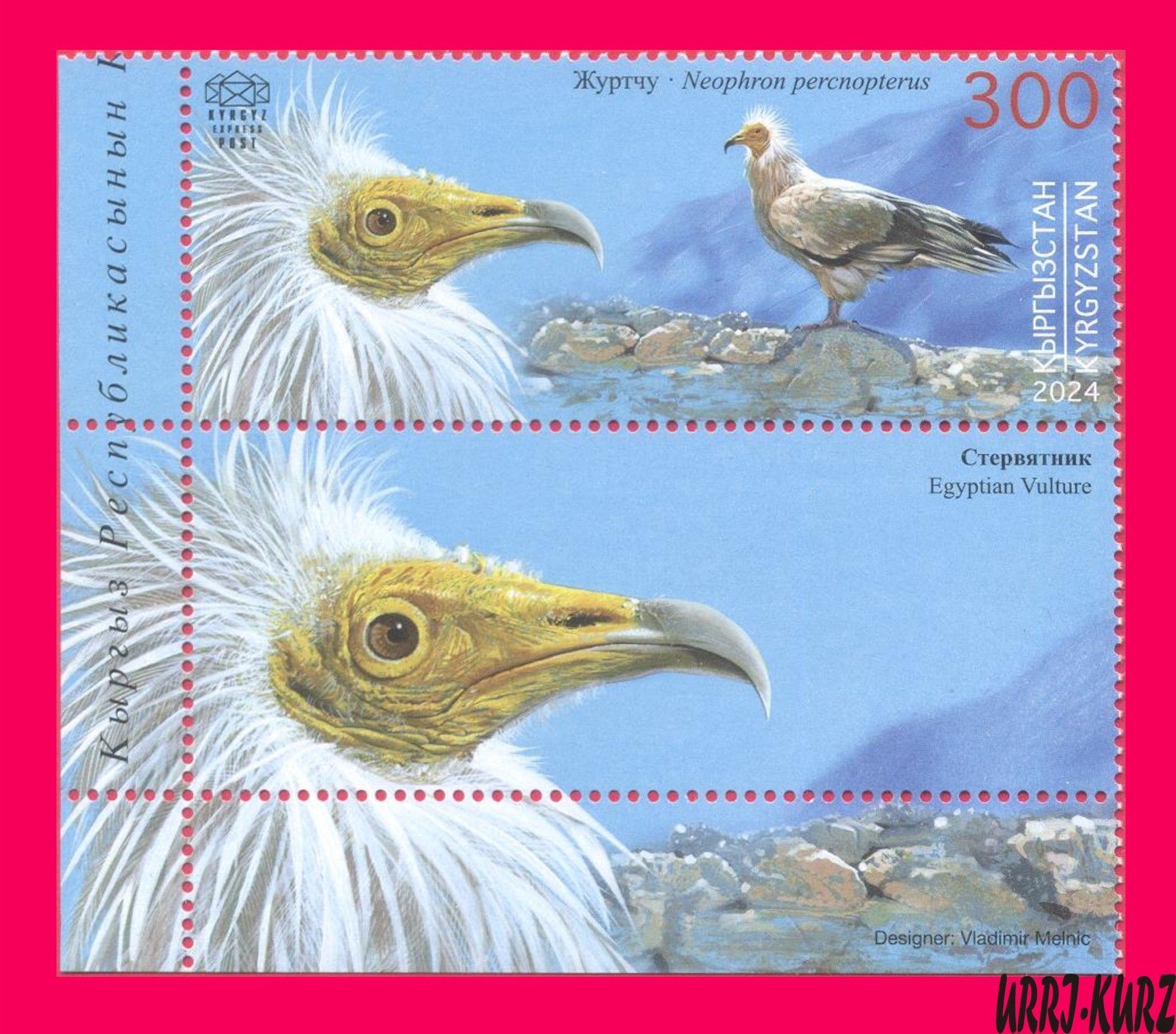 KYRGYZSTAN 2024-2025 Nature Fauna Predatory Bird Prey Egypt Vulture Red ...