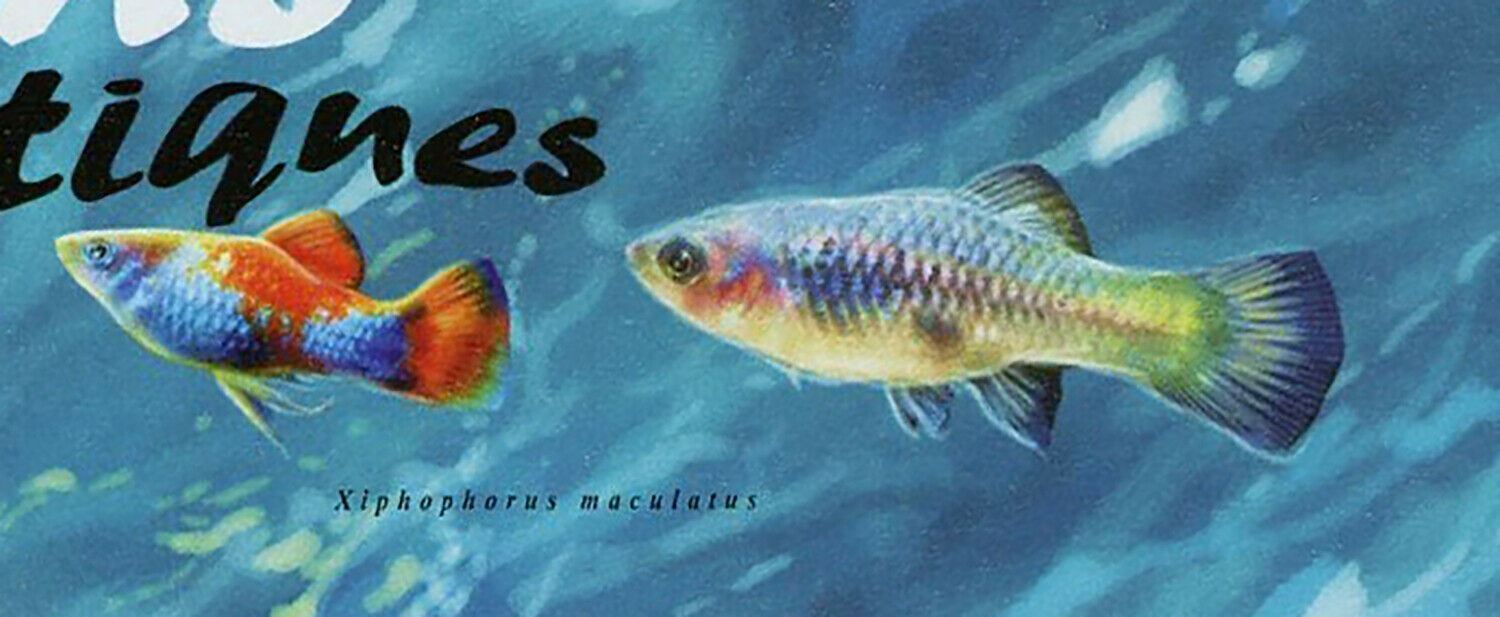 Exotic Fish Stamp Pterophyllum Scalare Poecilia Reticulata Pygocentrus ...