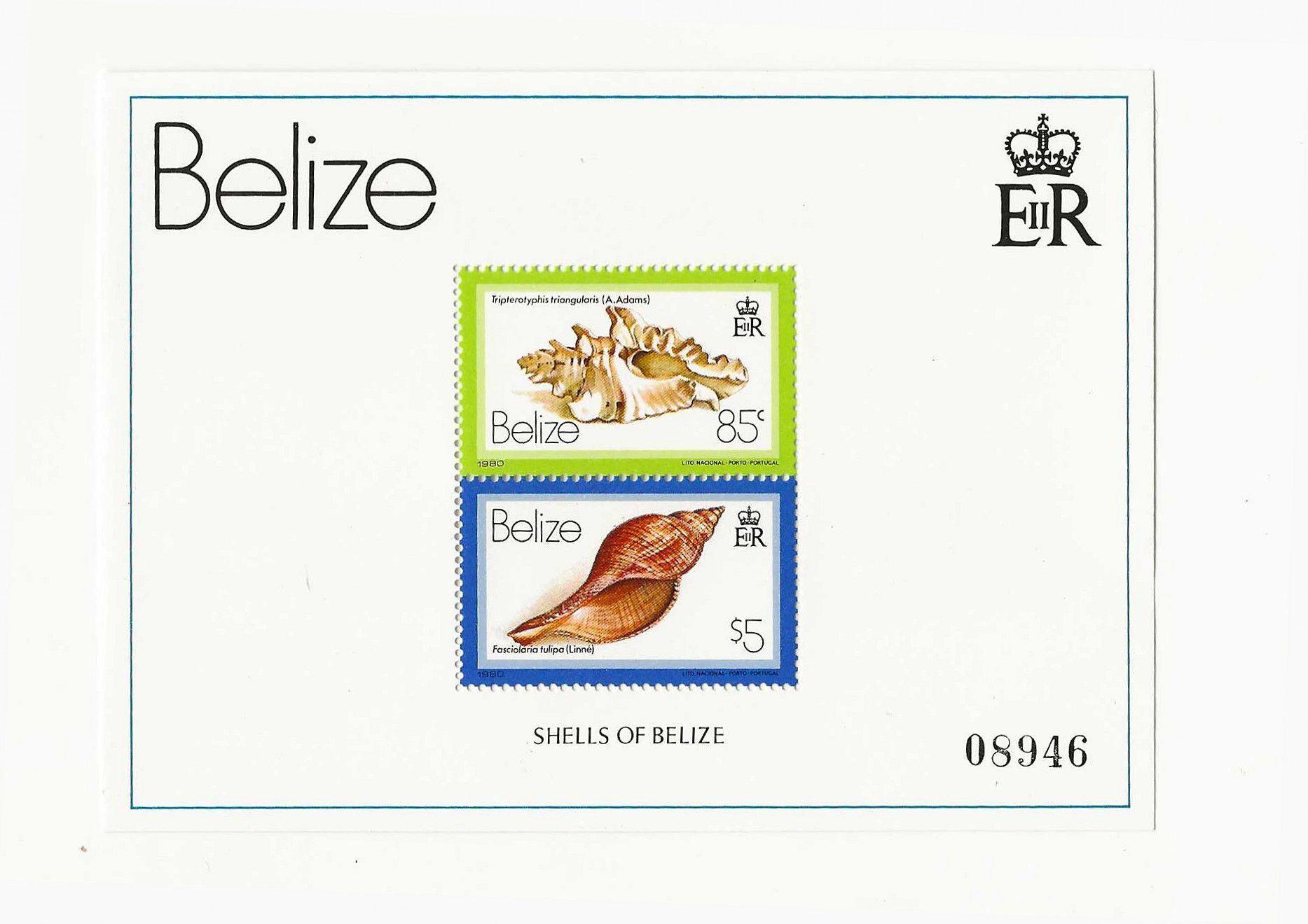 Belize Sc #488 Shells souvenir sheet of 2 ( 85c&$5 ) NH VF | Central ...