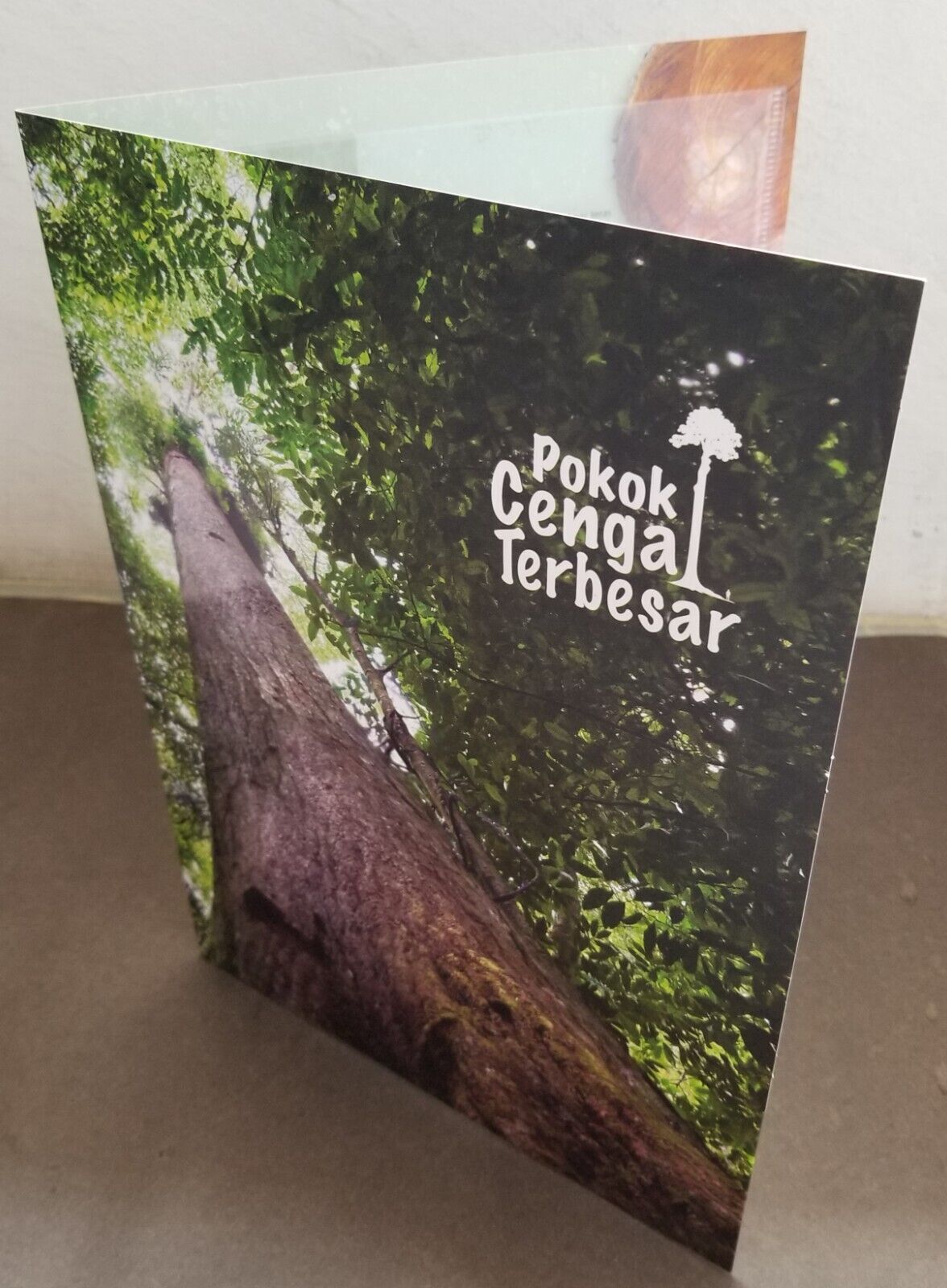 Malaysia Largest Cengal Tree 2023 Flower Seed Plant Forest Flora ...