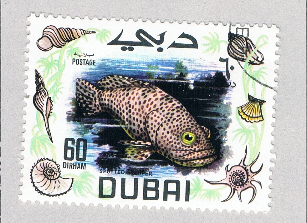 Dubai 102 Used Spotted Grouper Fish 1969 (BP83811) | Middle East ...