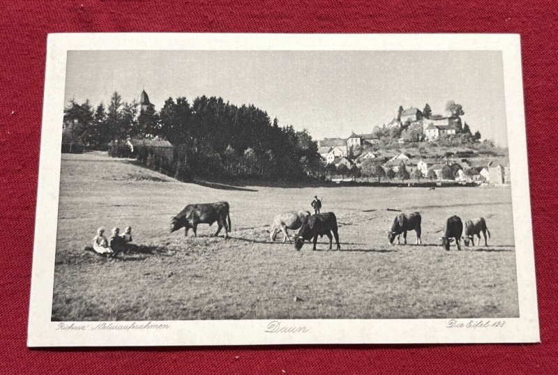 WW1 WWI Imperial German Deutsches Reich Farm Cows photo postcard ...