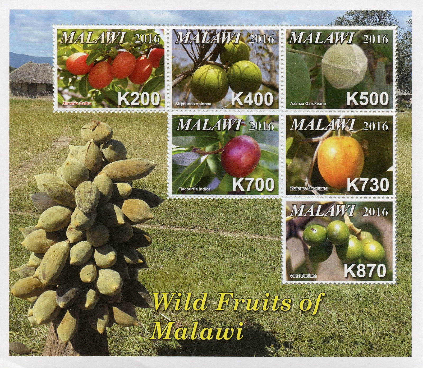 Malawi 2016 MNH Wild Fruits of Malawi 6v M/S Trees Plants Nature Stamps ...